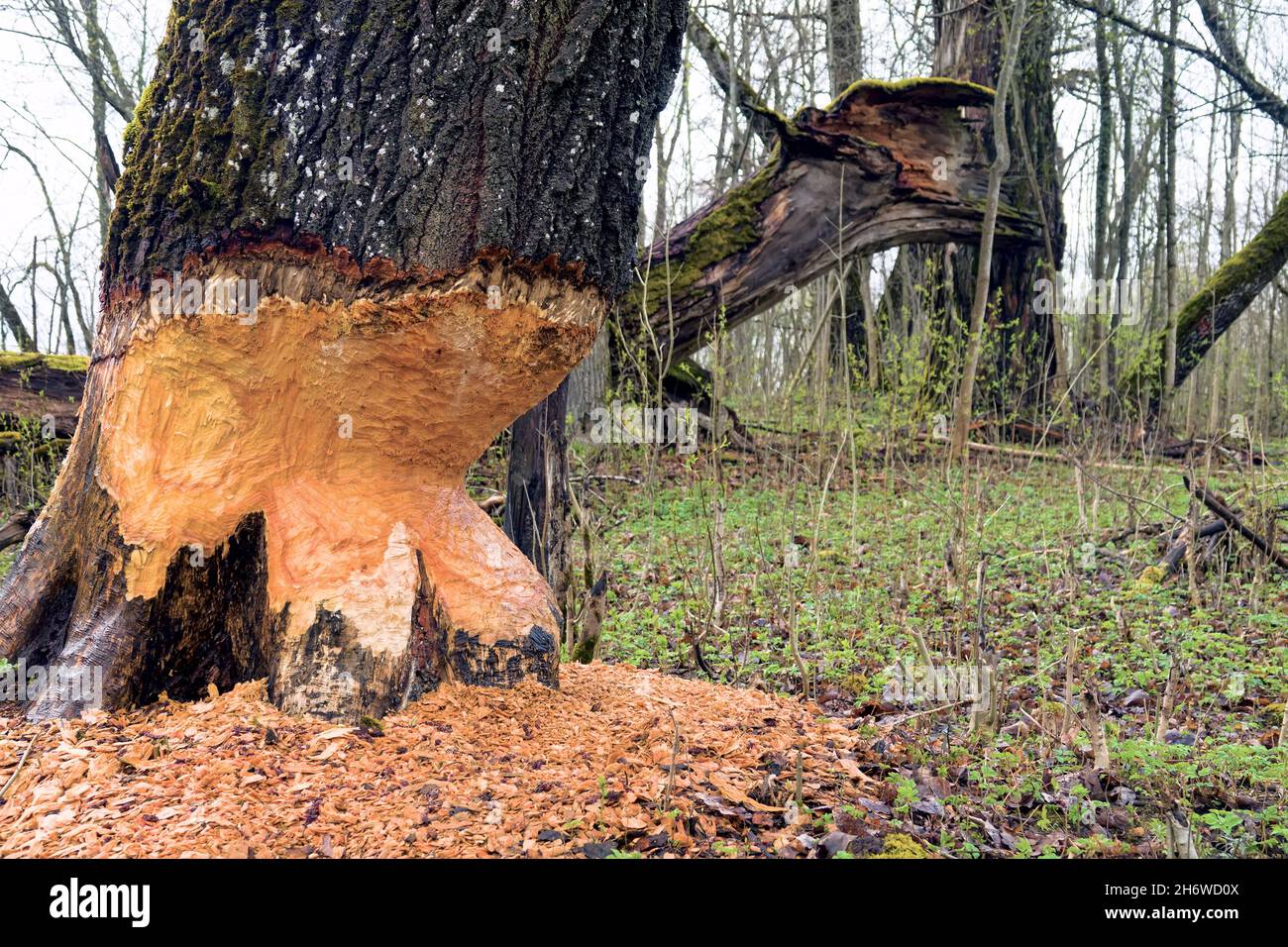 A huge two-hundred-year-old tree is gnawed by beavers on the river bank ...