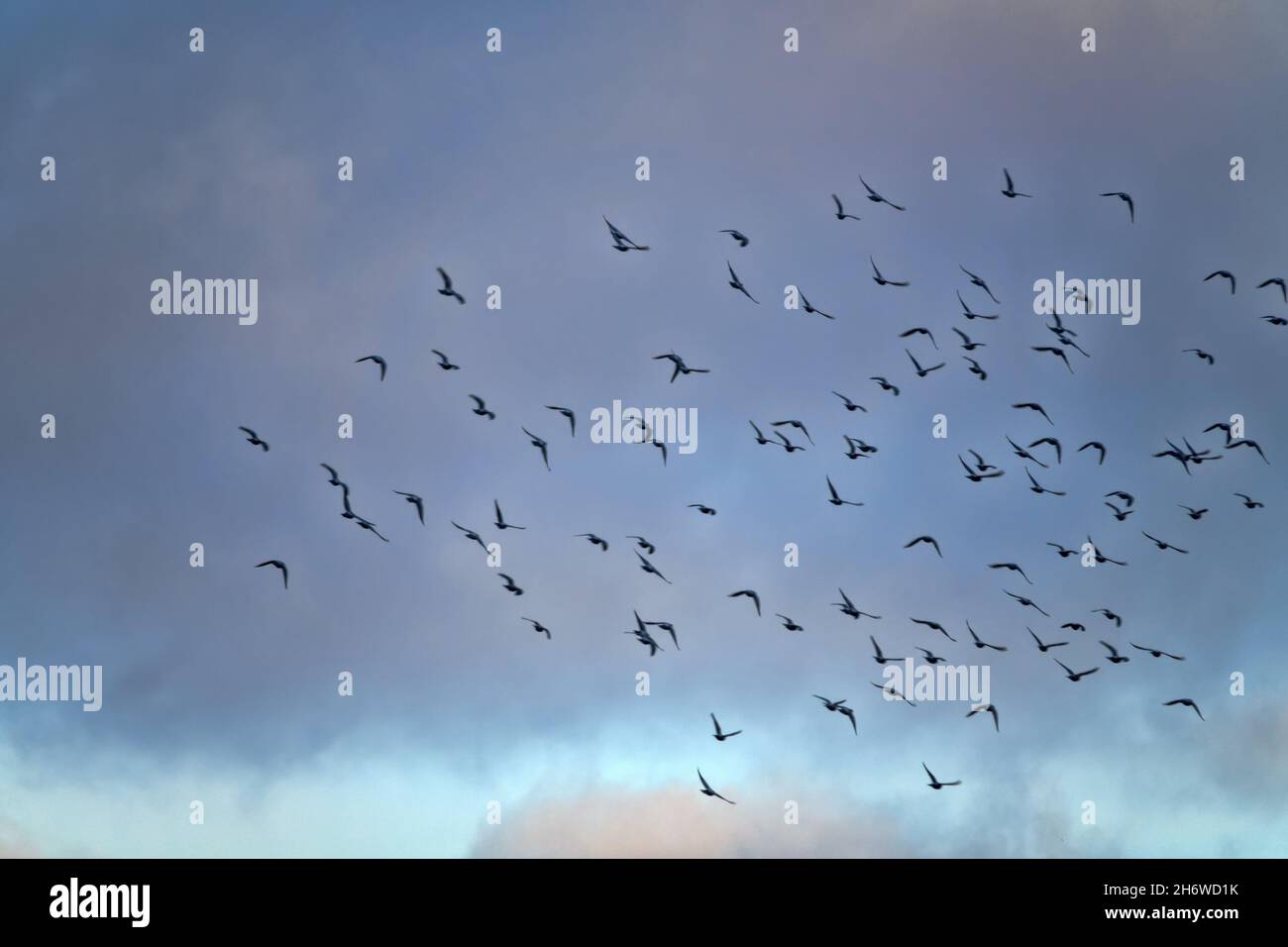 Large flock of pigeons in sky. Bird clusters and birds in flight are ...