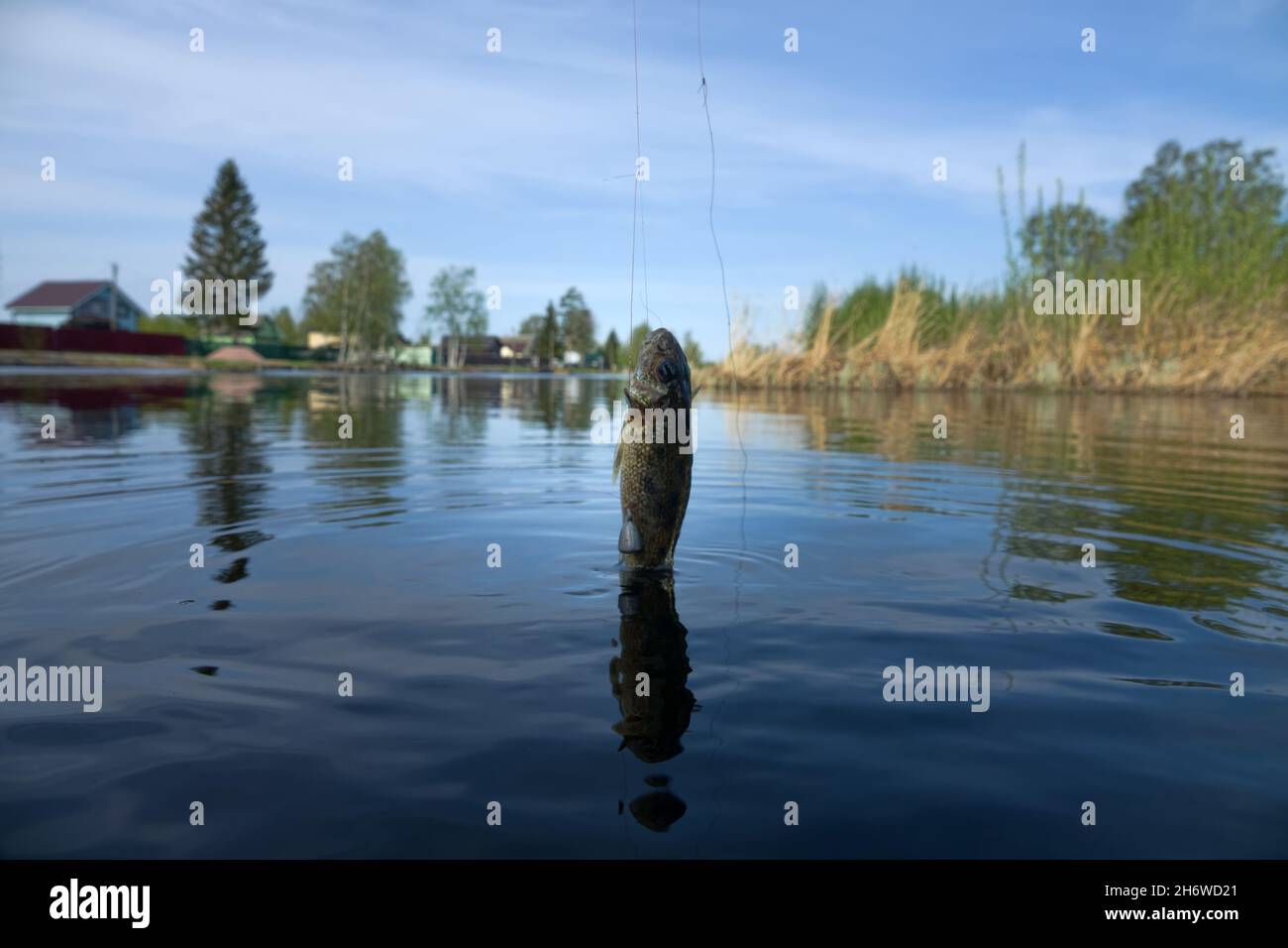 Eurasian ruffe hi-res stock photography and images - Alamy