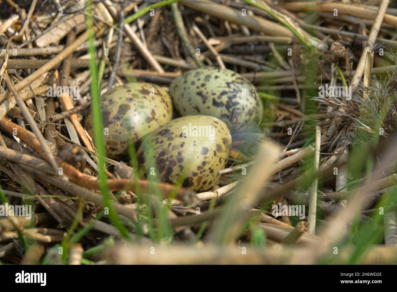 Made for birds to build nests hi-res stock photography and images - Alamy
