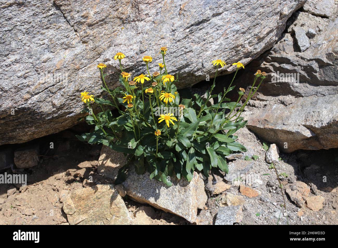 Senecio doronicum subsp. transylvanicus, Senecio glaberrimus ...