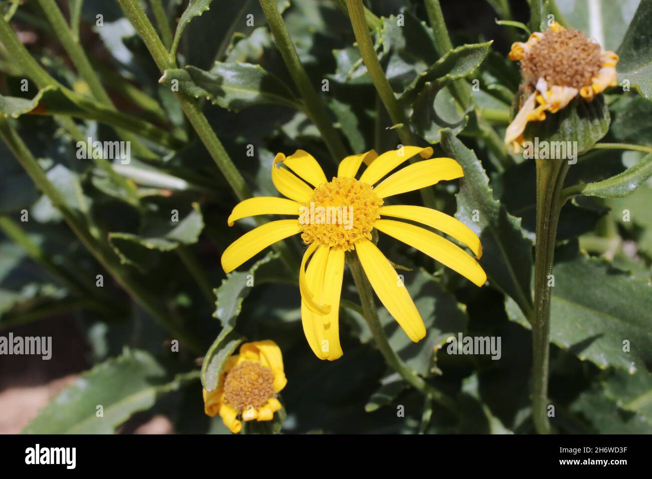 Senecio doronicum subsp. transylvanicus, Senecio glaberrimus ...