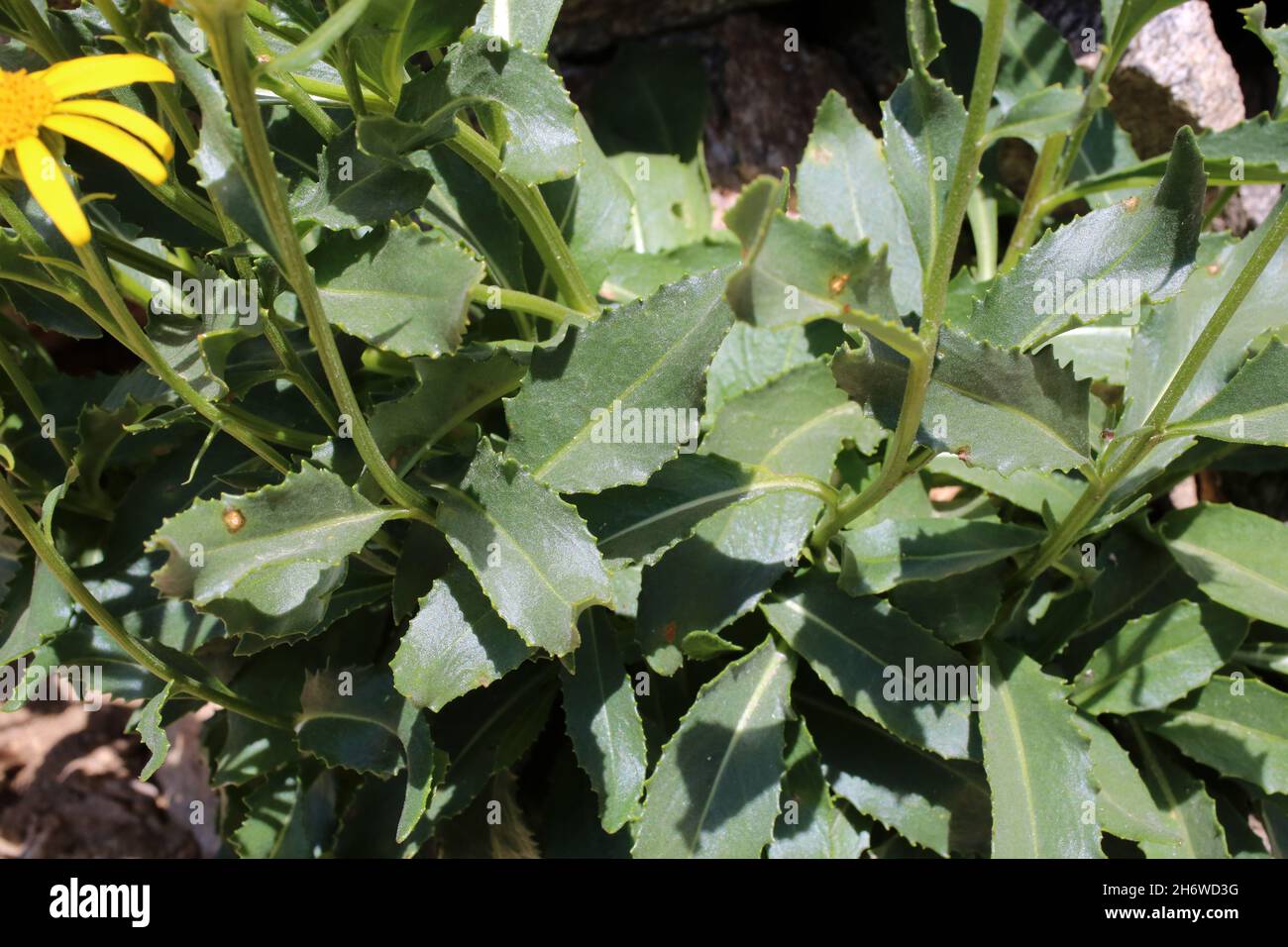 Senecio doronicum subsp. transylvanicus, Senecio glaberrimus ...
