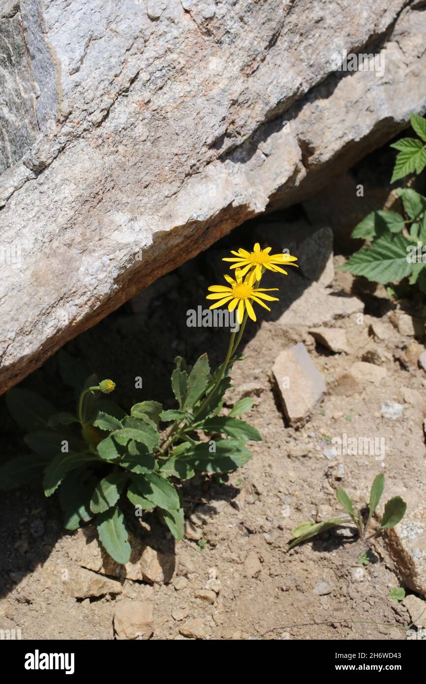 Senecio doronicum subsp. transylvanicus, Senecio glaberrimus ...
