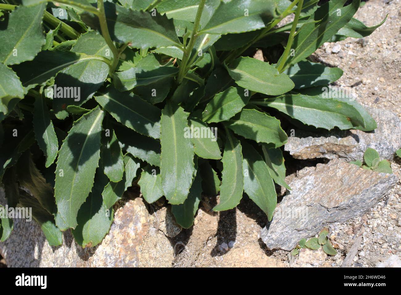 Senecio doronicum subsp. transylvanicus, Senecio glaberrimus ...