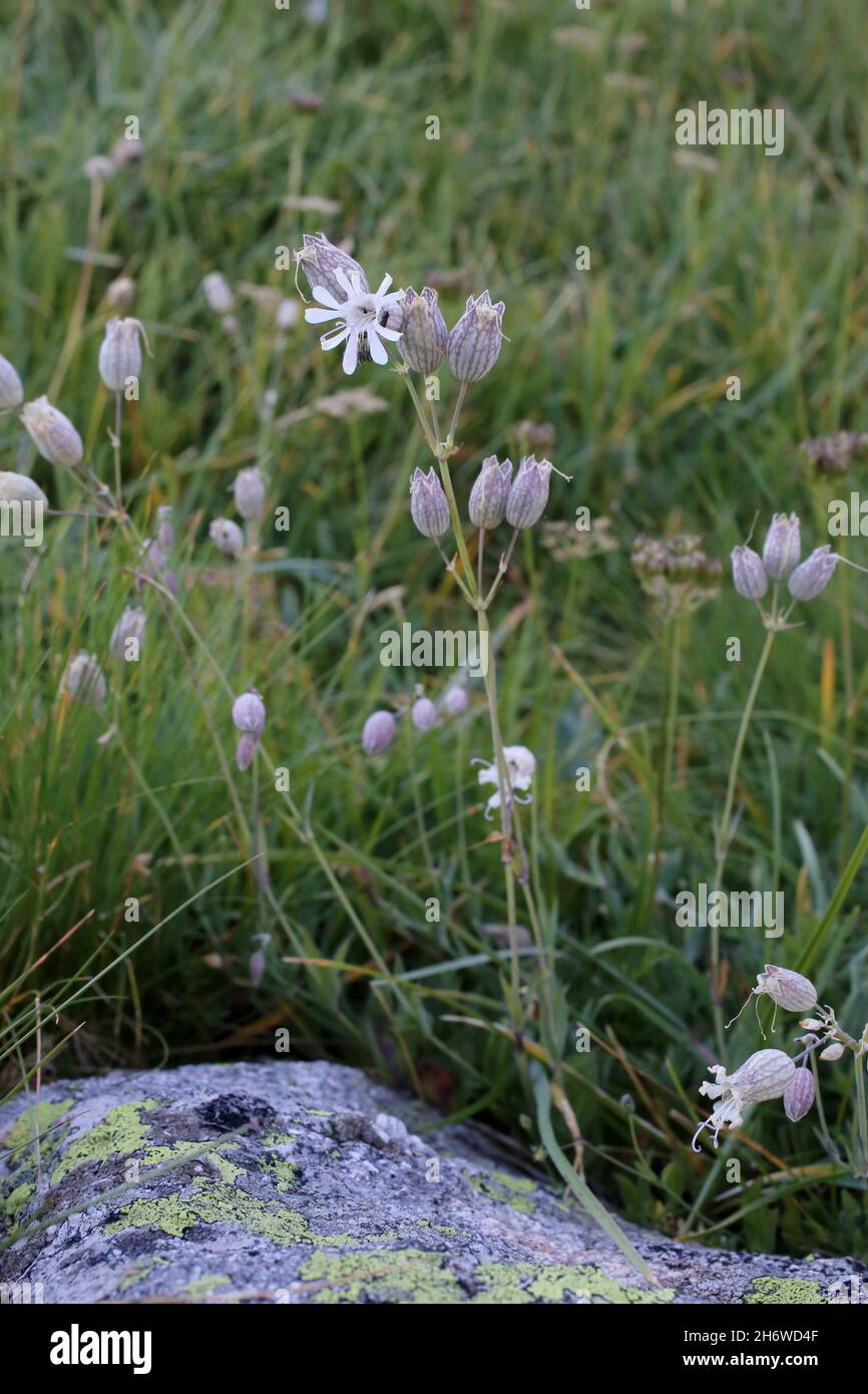 Bladder campion plants silene vulgaris hi-res stock photography and ...