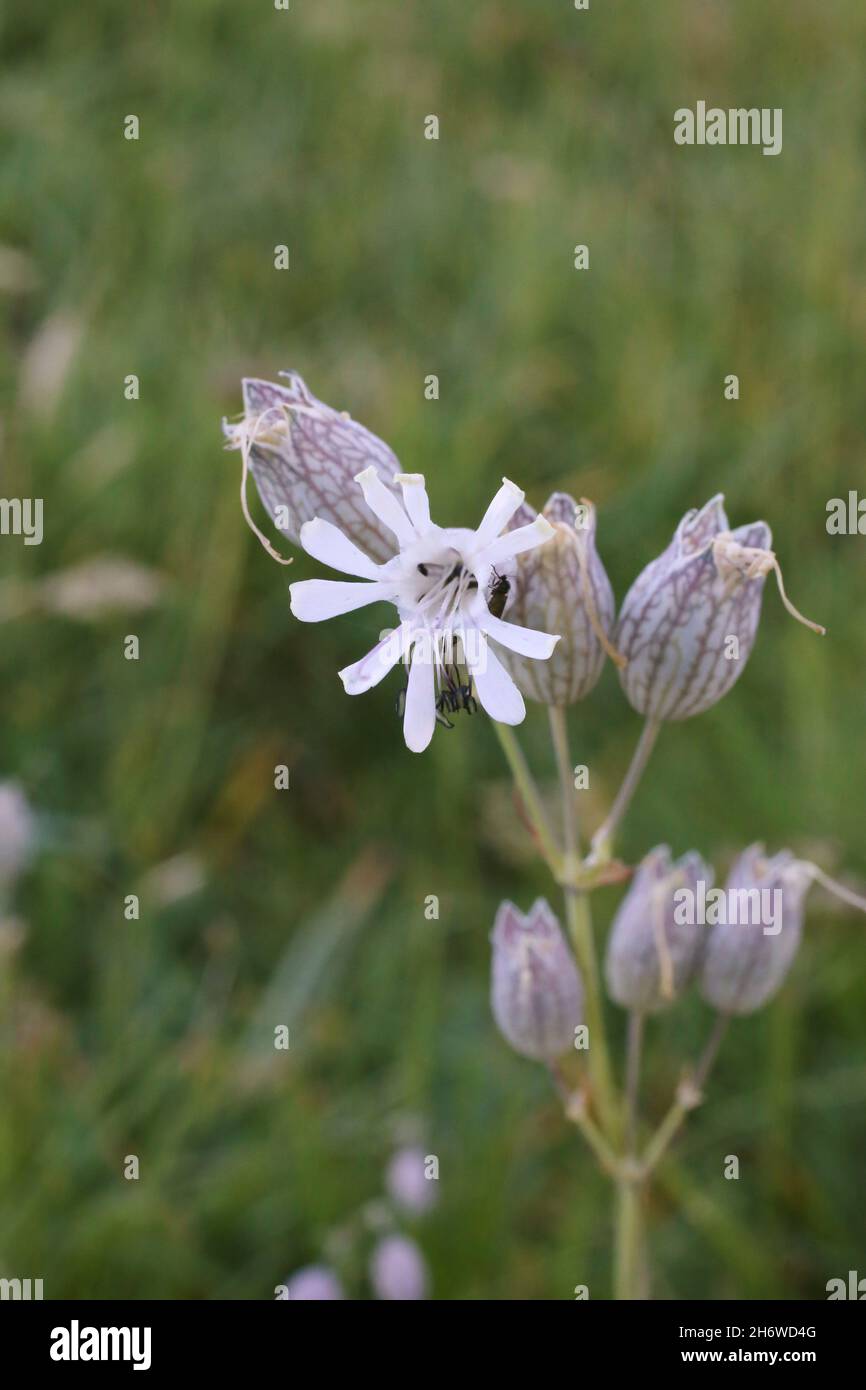 Bladder campion plants silene vulgaris hi-res stock photography and ...