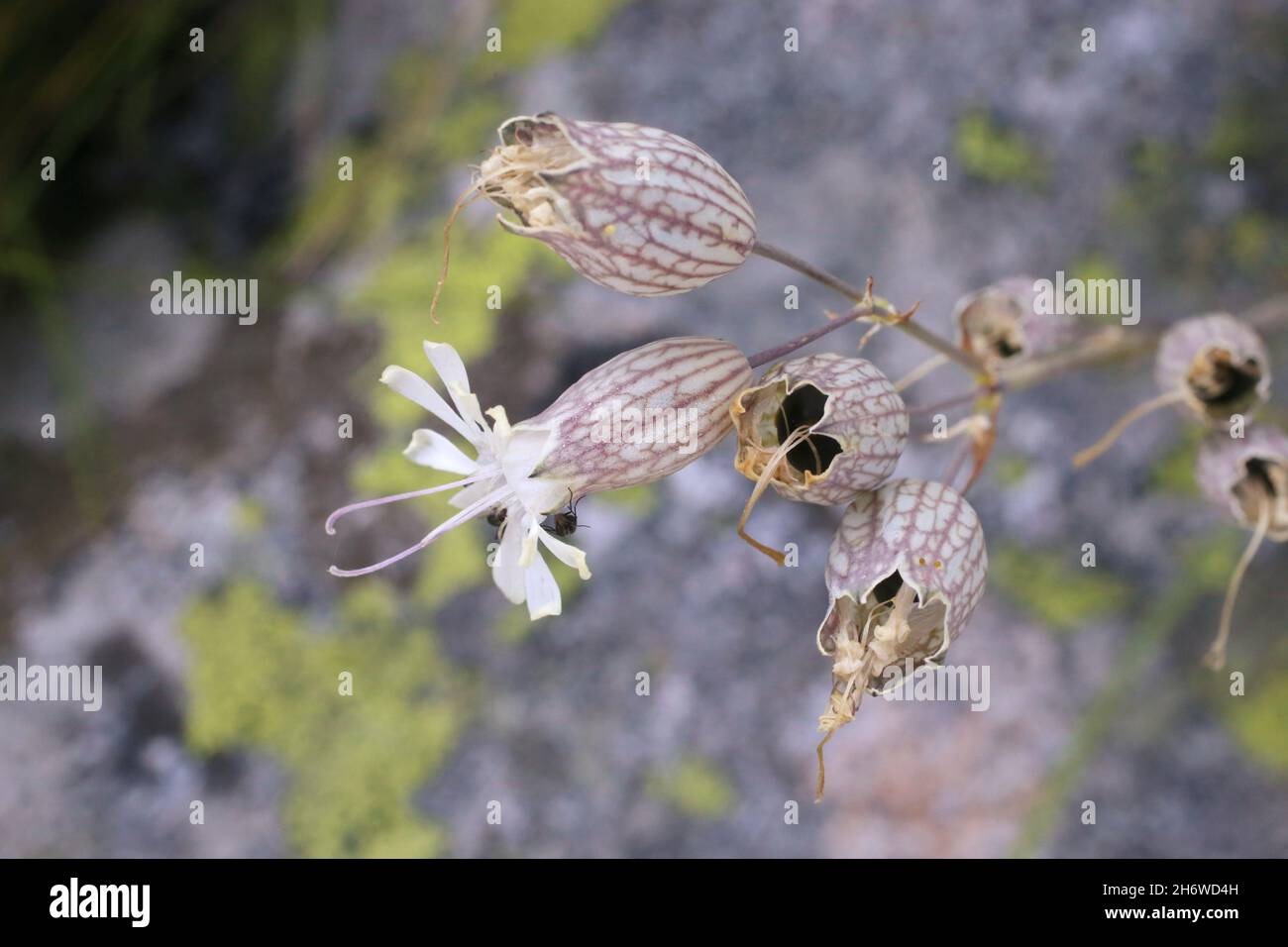 Silene vulgaris, Bladder Campion, Caryophyllacea. Wild plant shot in ...
