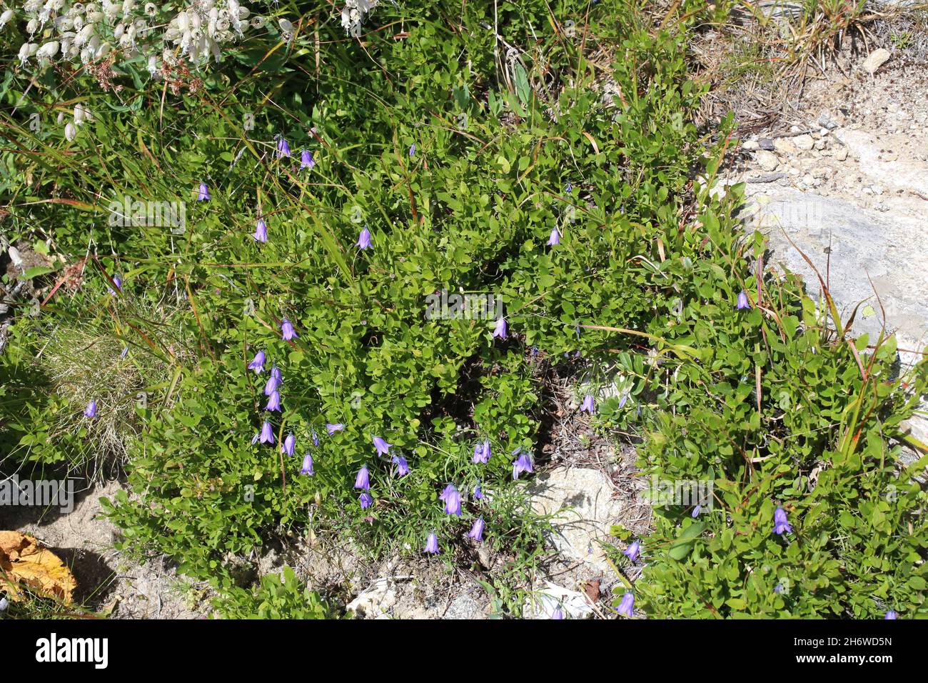 Vaccinium myrtillus, Bilberry Whortleberry, Ericaceae. Wild plant shot ...