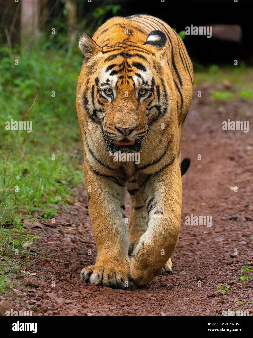 Tadoba national park hi-res stock photography and images - Alamy