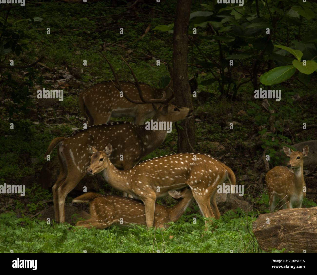 The family candid from the woods of central India Stock Photo - Alamy