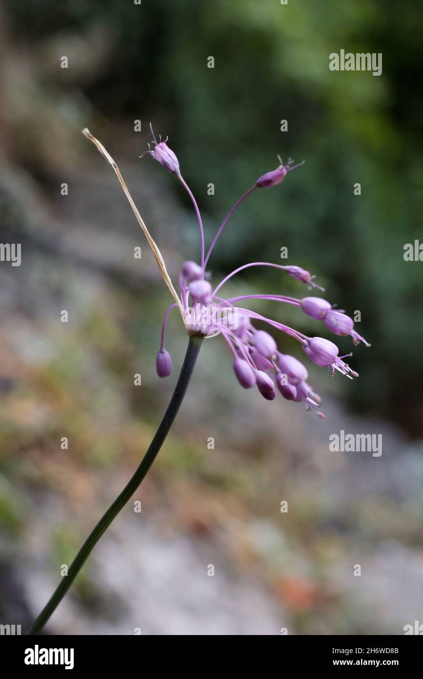 Allium carinatum subsp. pulchellum, Allium cirrhosum, Amaryllidaceae ...