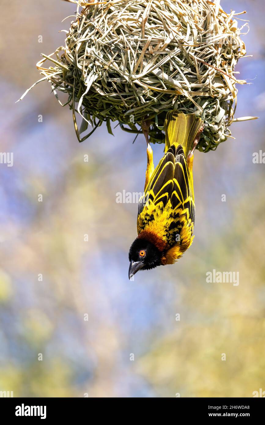 Male black-headed weaver, or yellow backed weaver bird, Ploceus ...