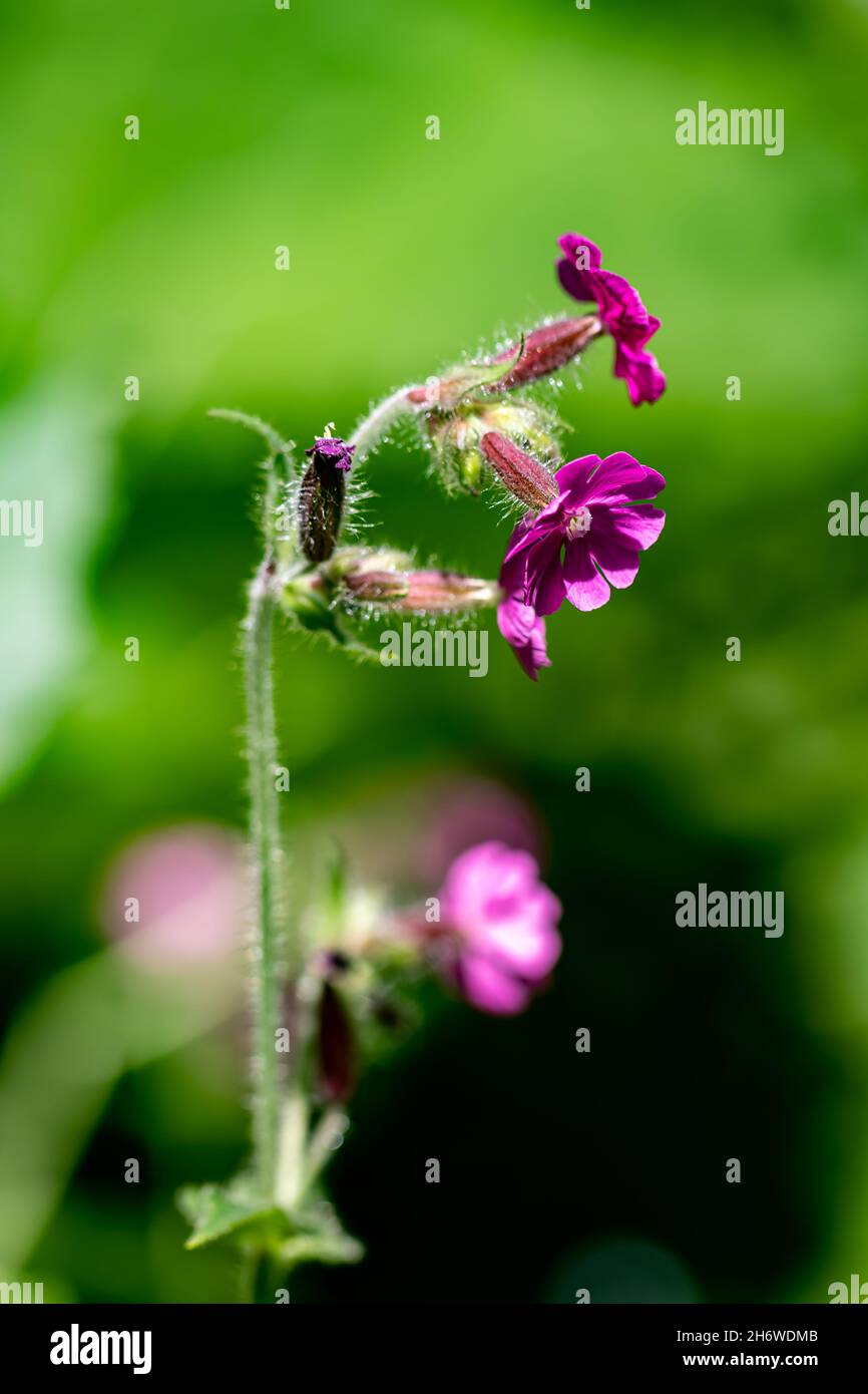 Silene dioica flower growing in meadow, close up shoot Stock Photo - Alamy