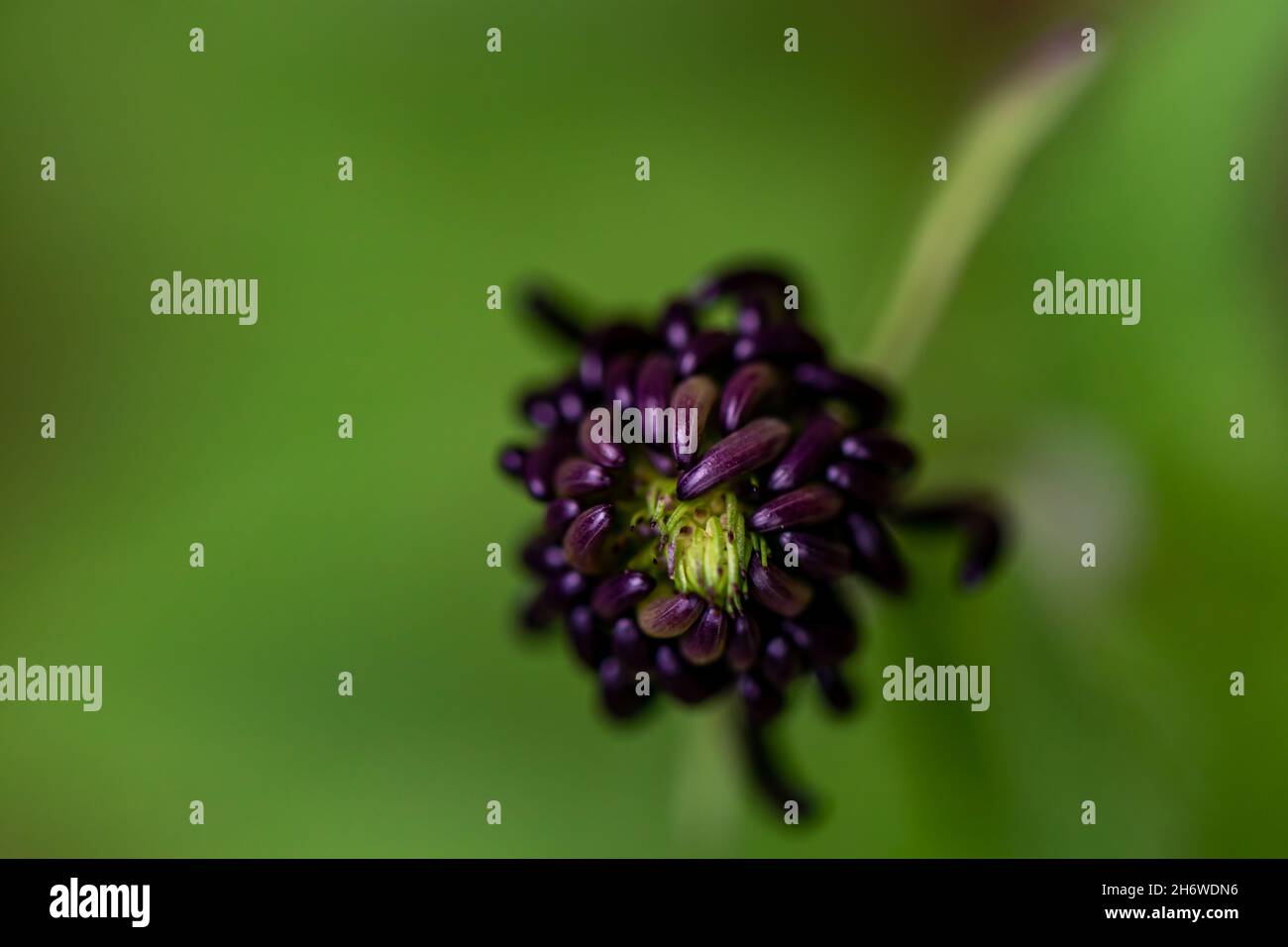 Phyteuma Ovatum High Resolution Stock Photography and Images - Alamy