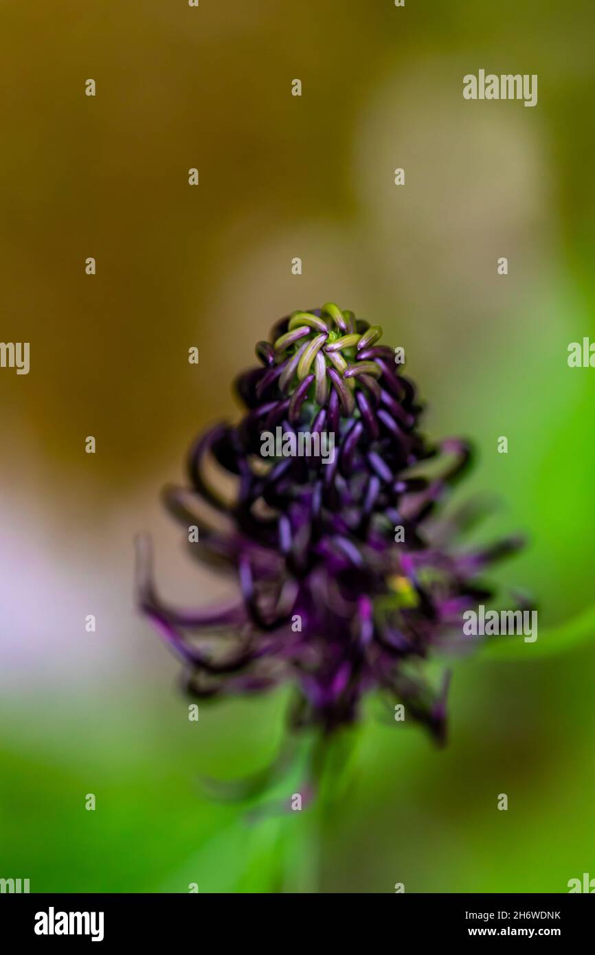 Phyteuma Ovatum High Resolution Stock Photography and Images - Alamy