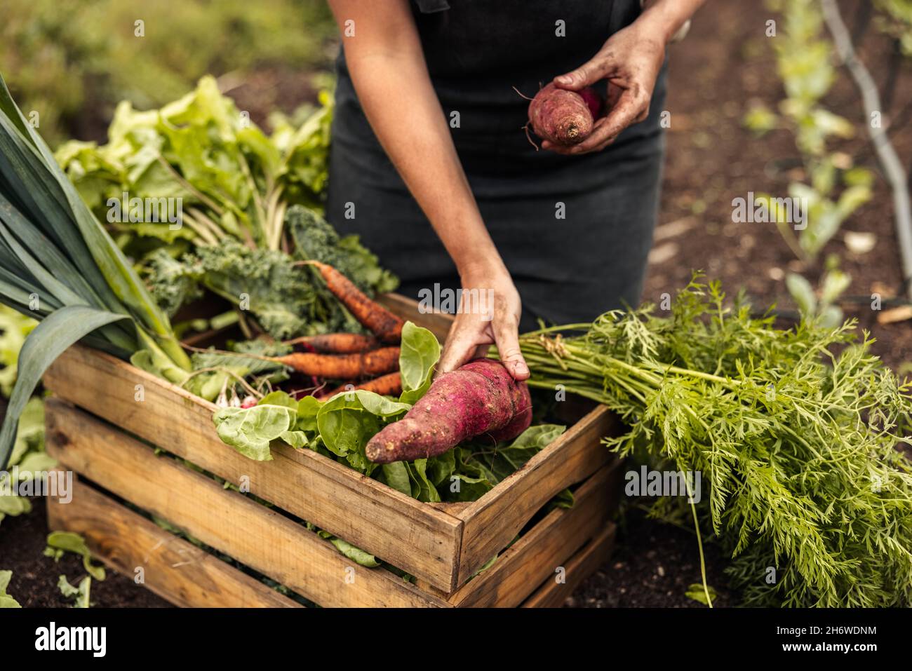 Anonymous female farmer arranging freshly picked vegetables into a ...