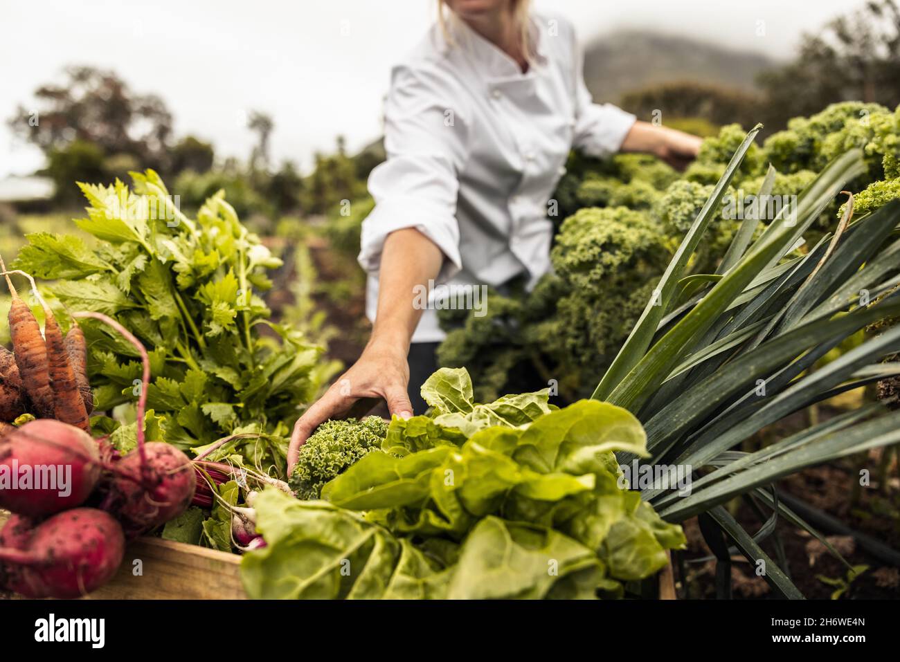Unrecognizable chef harvesting fresh vegetables in an agricultural ...