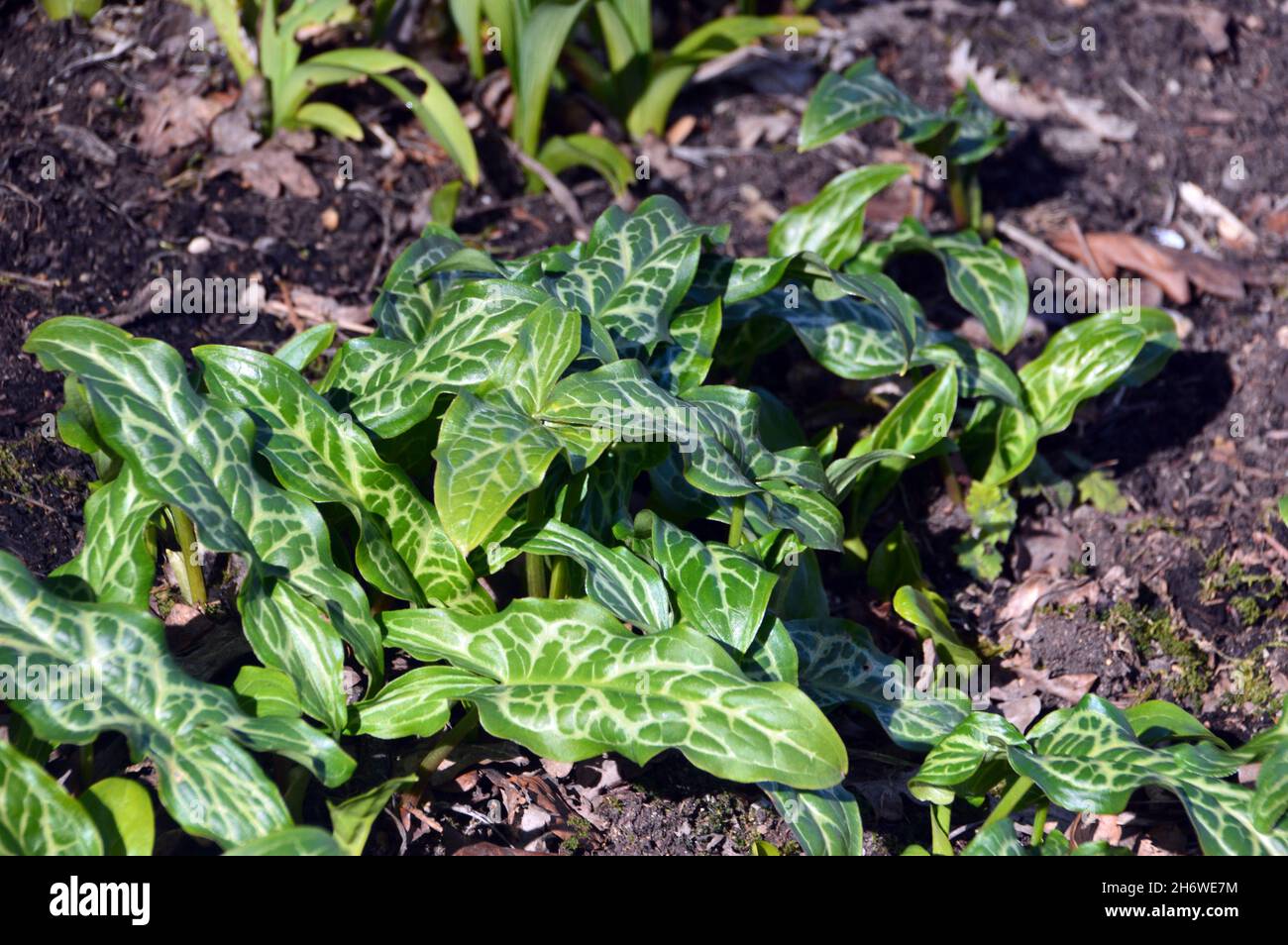 Variegated Arum Italicum 'Cuckoo's Pint' Leaves grown in a Border at ...