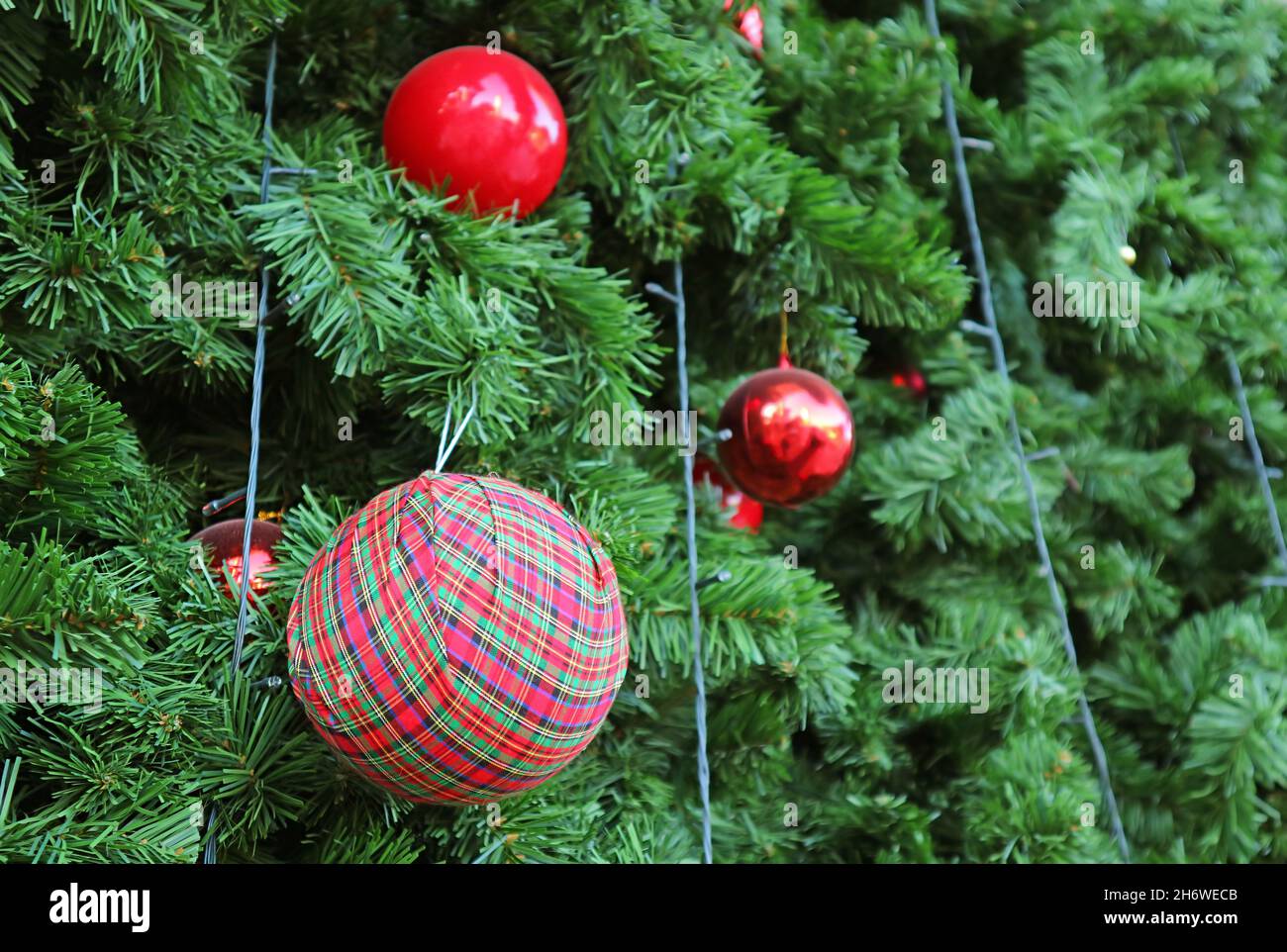 Checker tree hi-res stock photography and images - Alamy