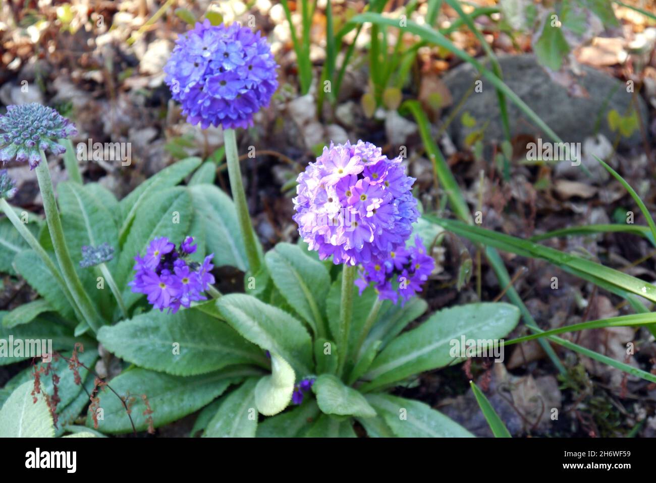 Clump of Blue Primula Denticulata (Drumstick Primrose) Flowers grown in ...