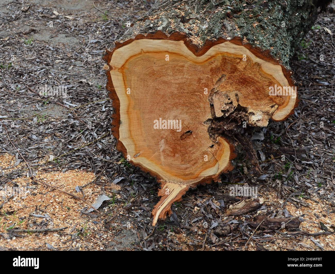 Trunk circles hi-res stock photography and images - Alamy