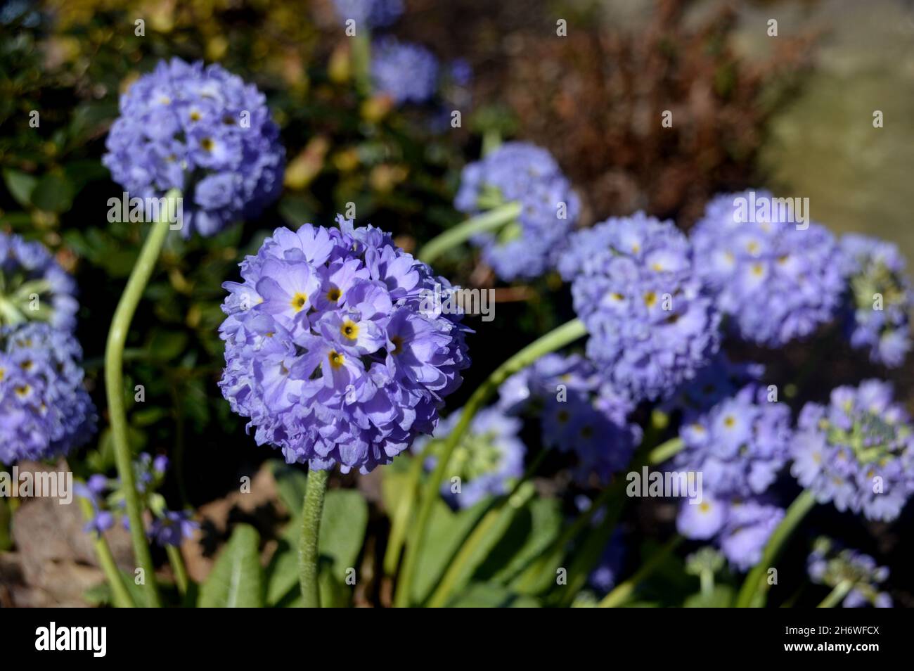 Clump of Blue Primula Denticulata (Drumstick Primrose) Flowers grown in ...