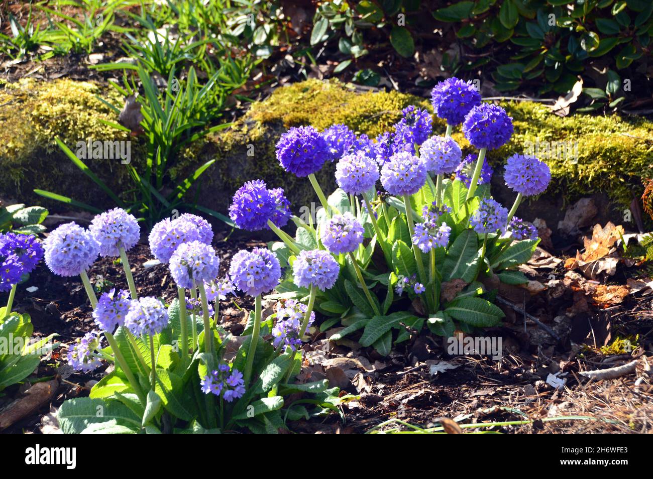 Clump of Blue Primula Denticulata (Drumstick Primrose) Flowers grown in ...