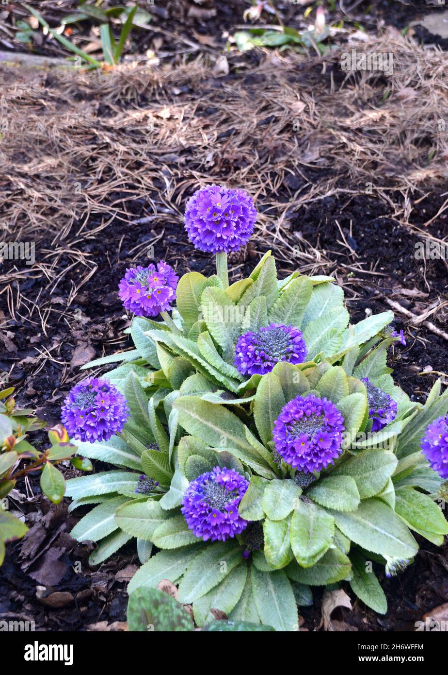 Clump of Blue Primula Denticulata (Drumstick Primrose) Flowers grown in ...