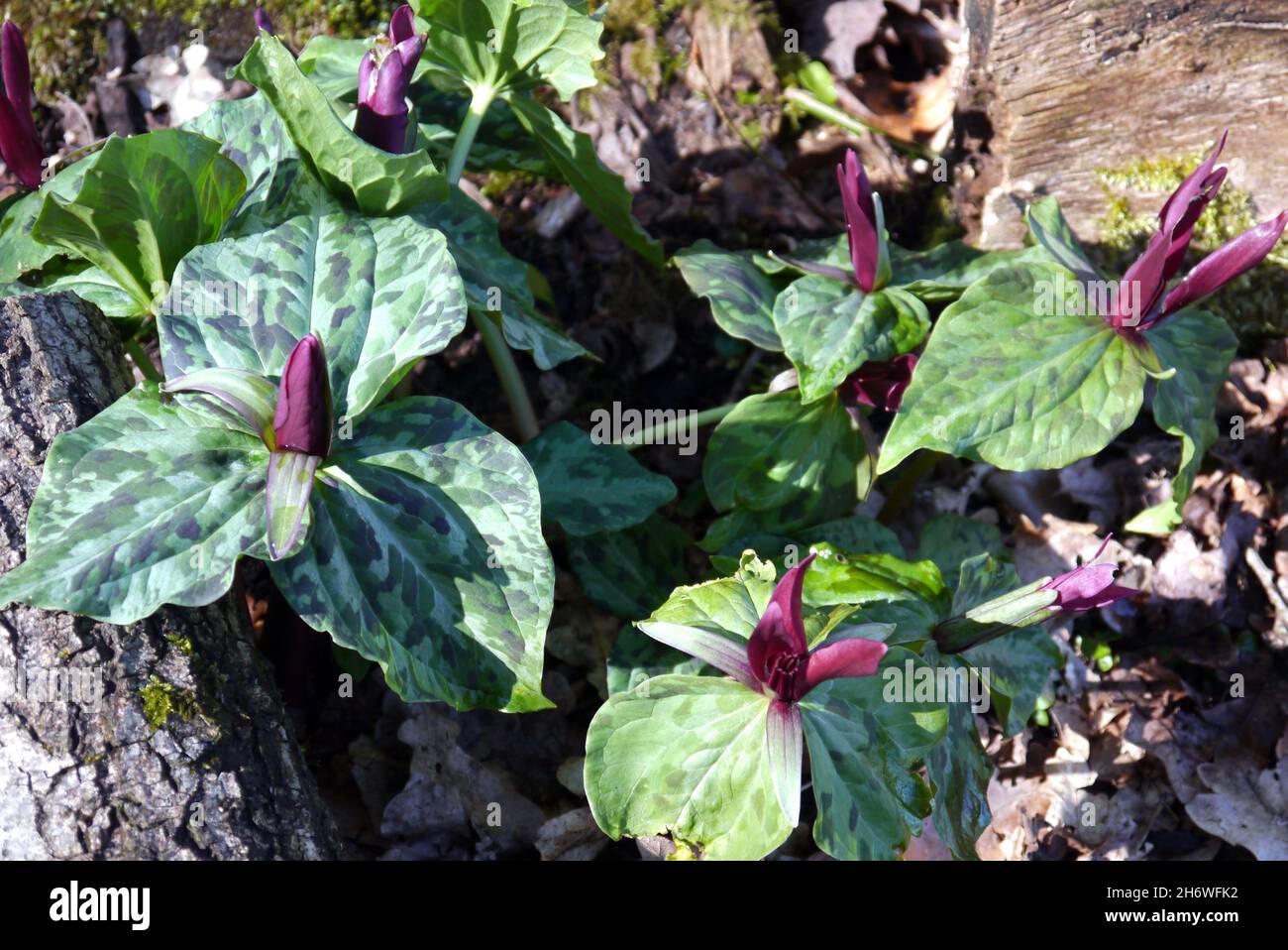 Burgundy Trillium Chloropetalum 'Common Trillium' (Giant Wake Robin ...