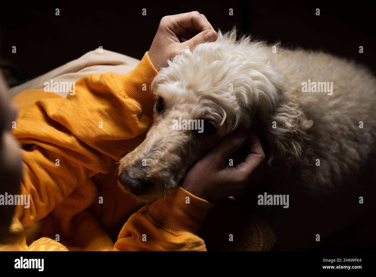 Human and pet interaction hi-res stock photography and images - Alamy