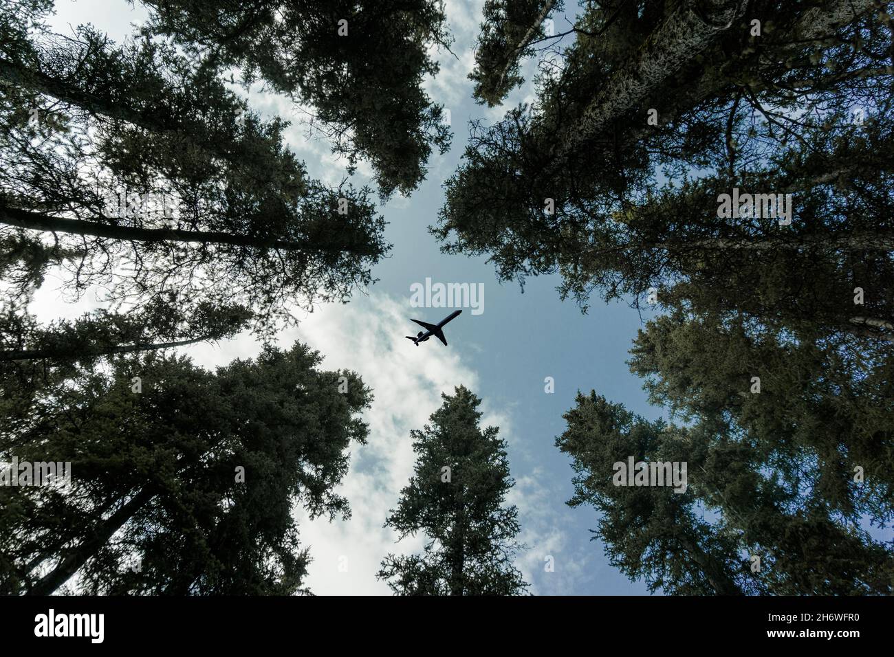Low angle shot of a flying plane between seen between the trees in a ...