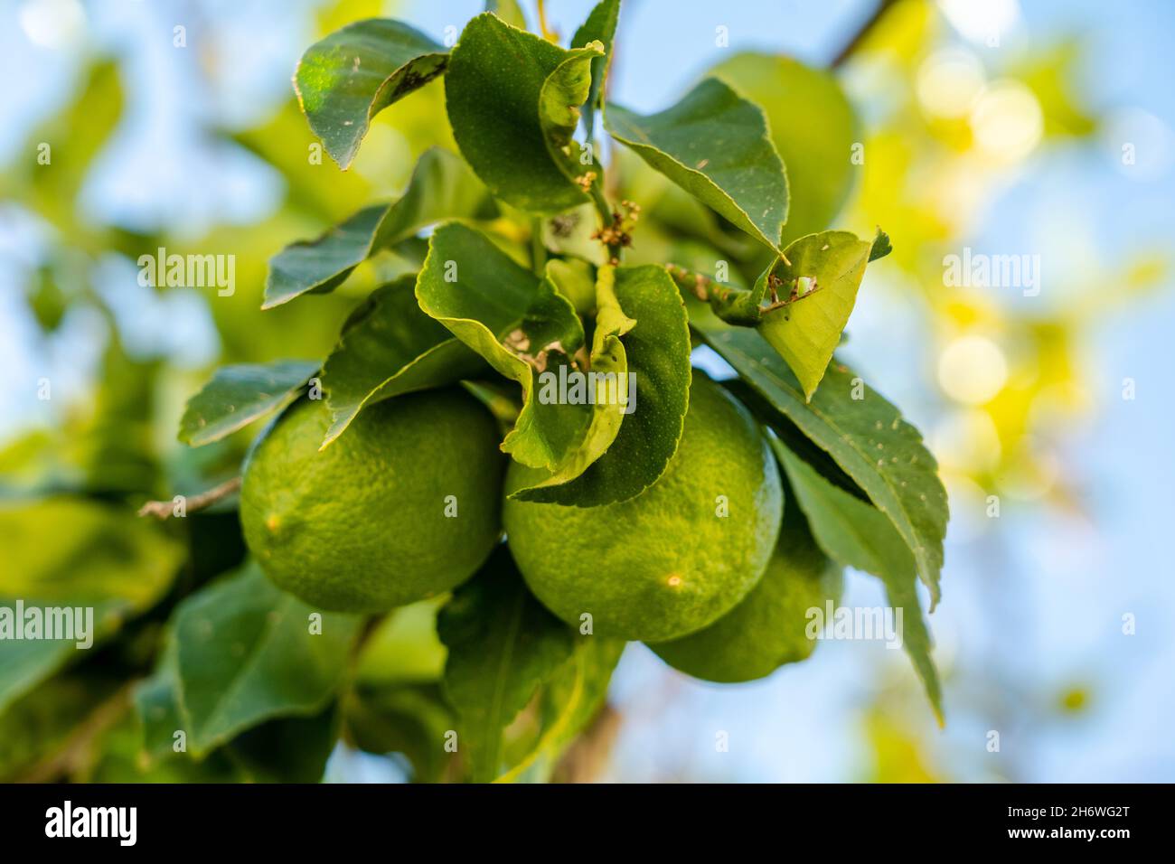 Fruit plantation florida hi-res stock photography and images - Alamy