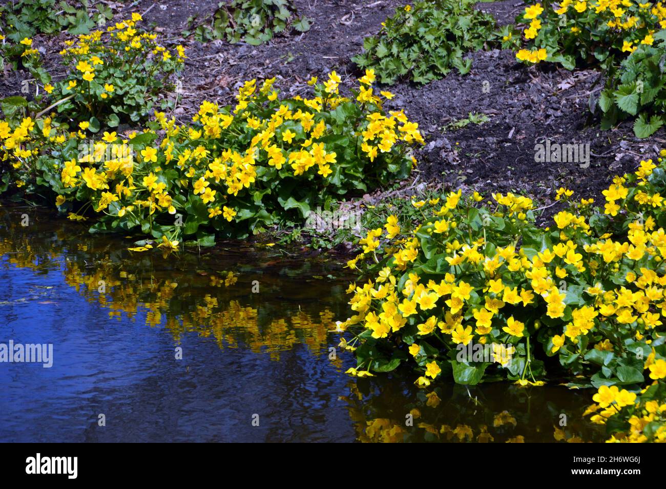 Streamside garden harlow carr hi-res stock photography and images - Alamy