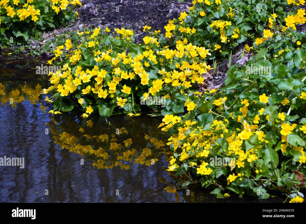 Clumps of Yellow Caltha Palustris 'Marsh-marigold' Flowers grown by the ...