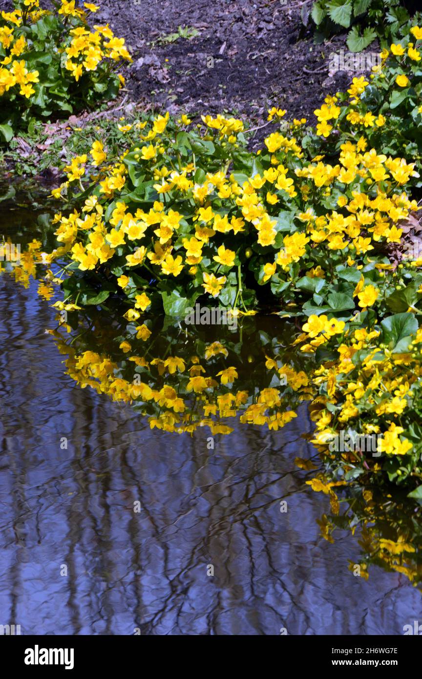 Clumps of Yellow Caltha Palustris 'Marsh-marigold' Flowers grown by the ...