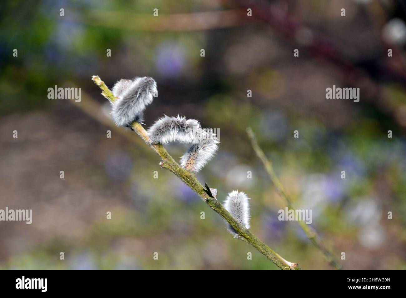 Salix Gracilistyla 'Mount Aso' Catkins Fuzzy Seed Pods (Japanese Pussy ...