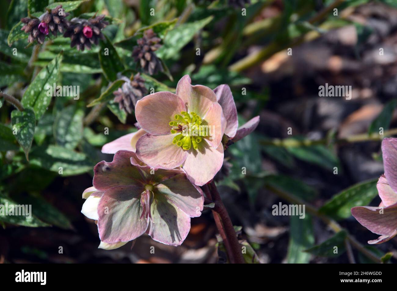 Spring border hellebores hi-res stock photography and images - Alamy