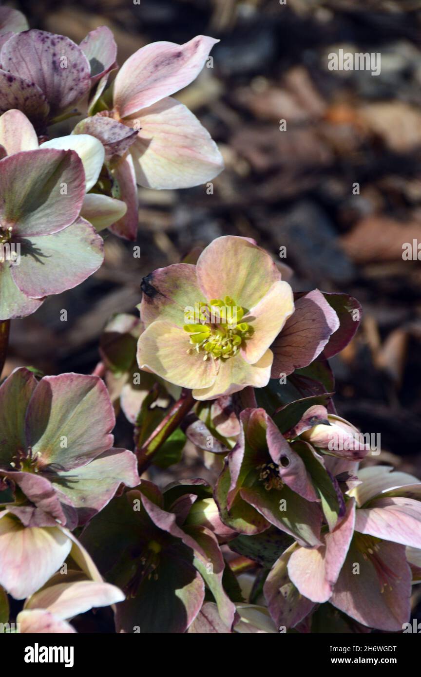 Helleborus Ivory Prince Care