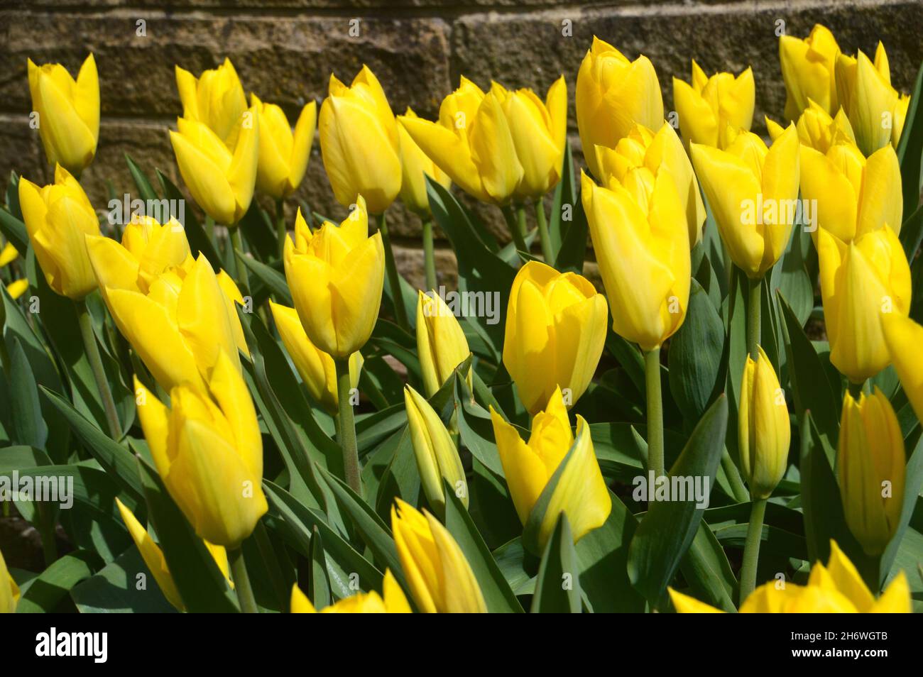 Bunch of Tulip (Tulipa) 'Yellow Emperor' Flowers grown a Border at RHS ...
