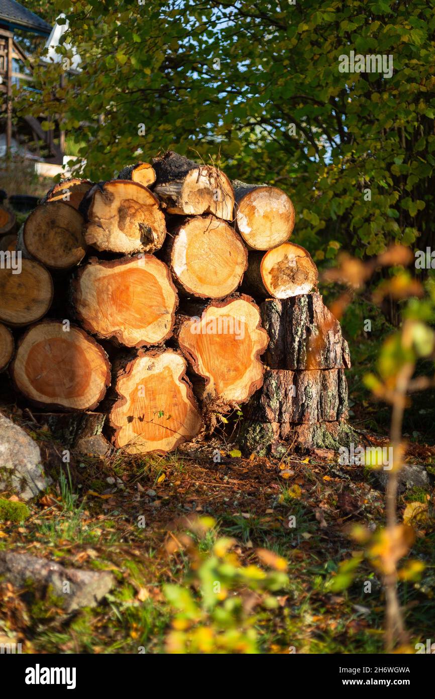 Timber log forest. Logging. A pile of firewoods Stock Photo - Alamy