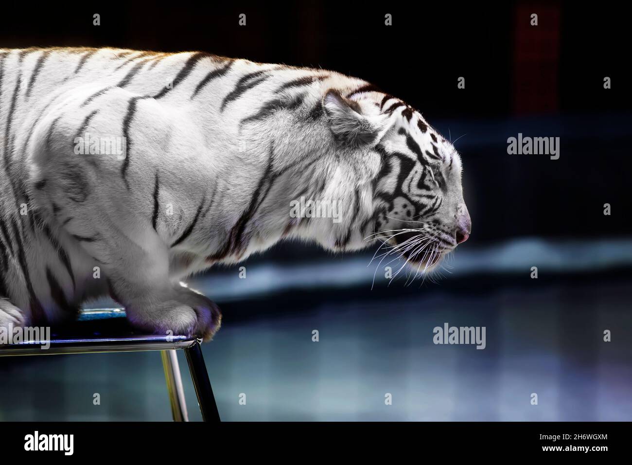Tiger Chair High Resolution Stock Photography and Images - Alamy