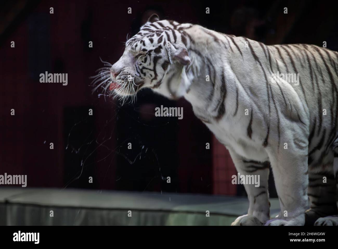 Close-up white tiger splashes saliva and growls Stock Photo - Alamy