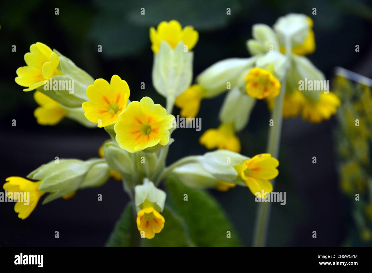 Wild Native Yellow Primula Veris 'Common Cowslip' Flowers grown in the ...