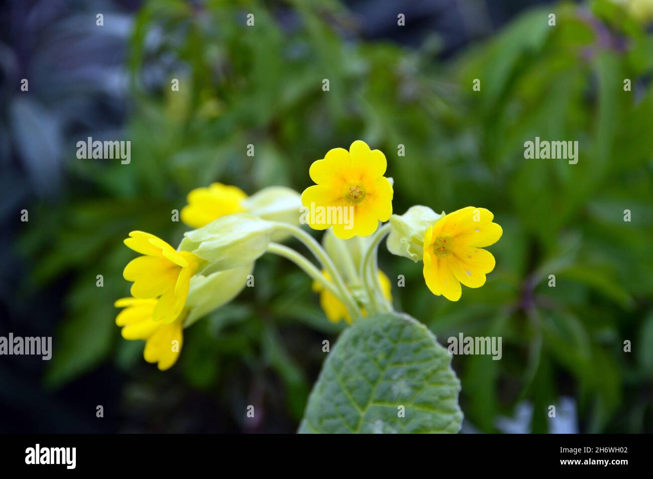Wild Native Yellow Primula Veris 'Common Cowslip' Flowers grown in the ...