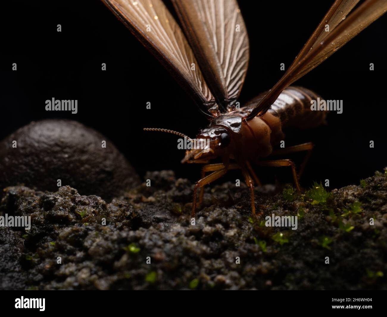 Queen termites hi-res stock photography and images - Alamy