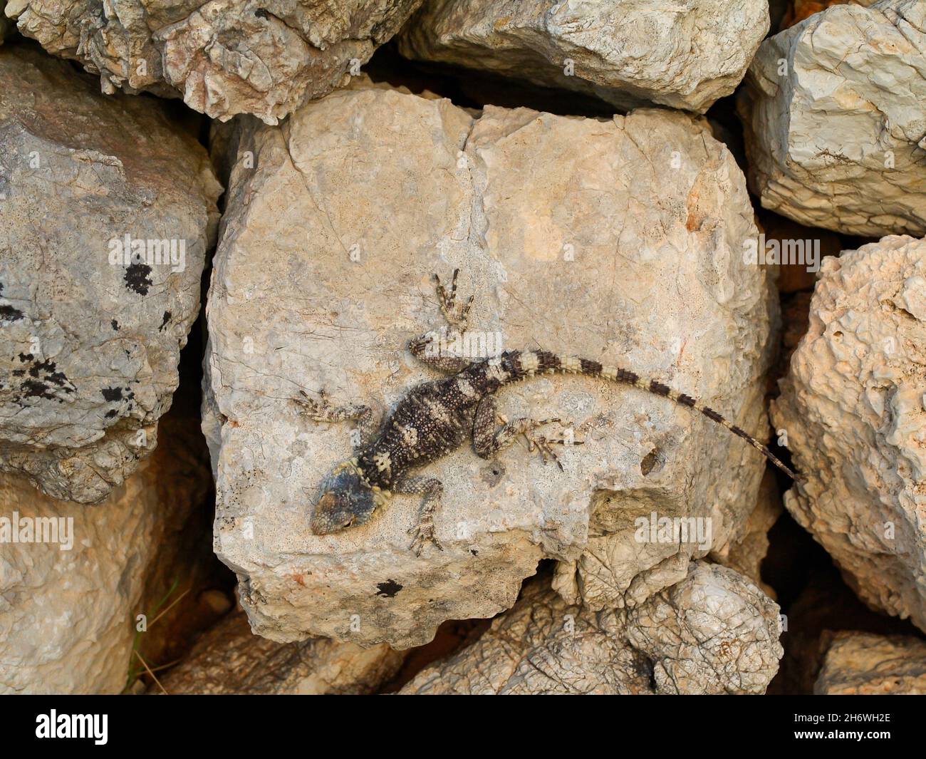 Stellion High Resolution Stock Photography and Images - Alamy