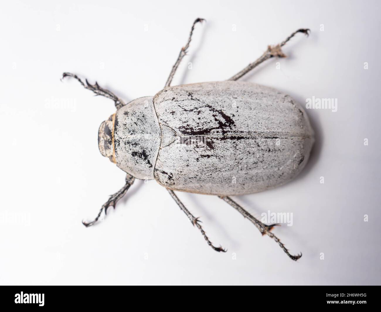 Lepidiota stigma, also known as sugarcane white grub, is a species of insect native to Southeast ...