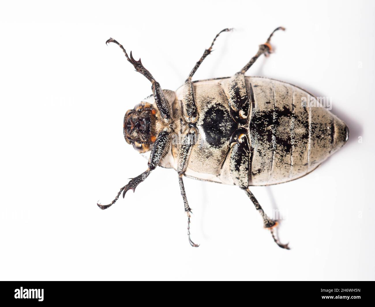 Lepidiota stigma, also known as sugarcane white grub, is a species of ...