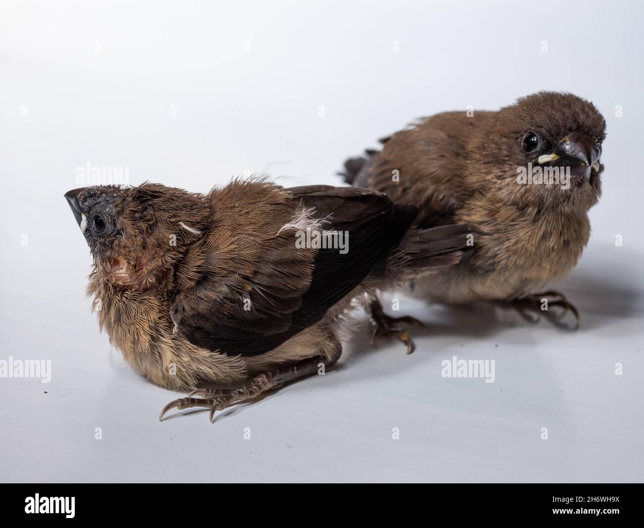 Munia birds in tree hi-res stock photography and images - Alamy